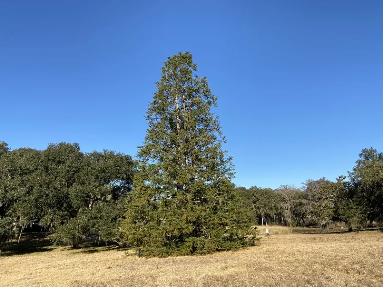 Cunninghamia lanceolata | Brookgreen